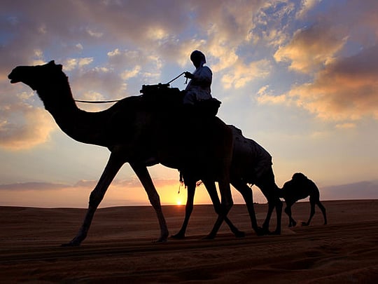 Scientists find ancient camel fossils