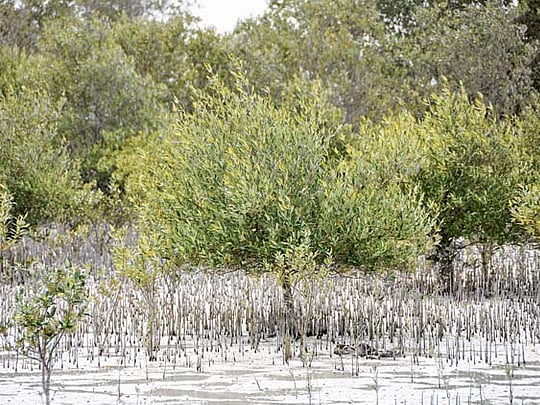 Mangroves form buffer against natural calamities