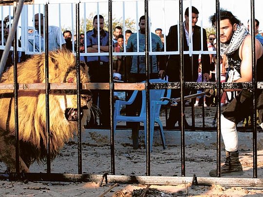 Egyptian raises hackles with showy lion fight
