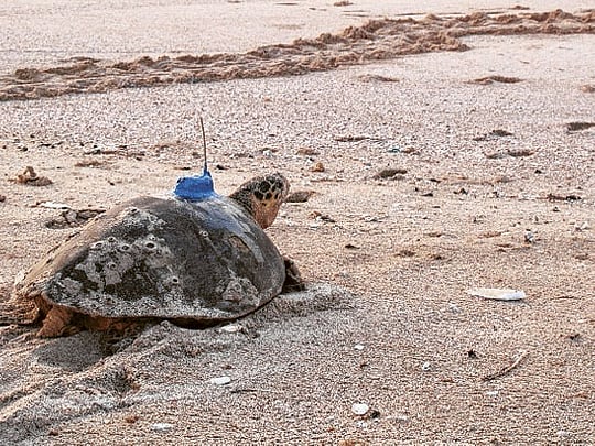 Speedy wins the Great Gulf Turtle Race