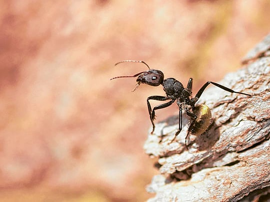 UAE researcher helps discover new species of ant