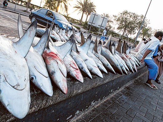 UAE laws aim to prevent shark overfishing