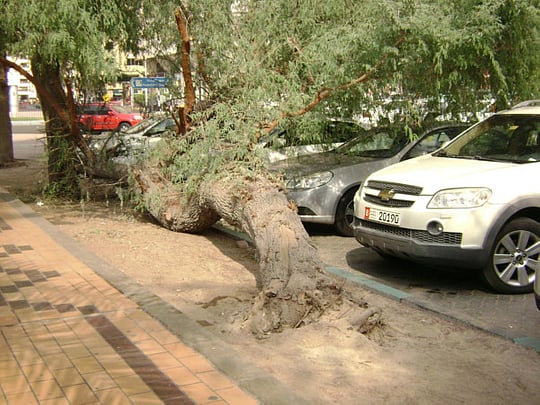 Fragile trees need to be replaced