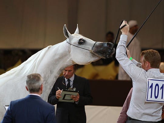 Event Guide: Dubai International Arabian Horse Championship