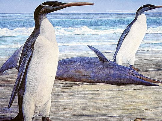 Scientists reconstruct extinct giant penguin