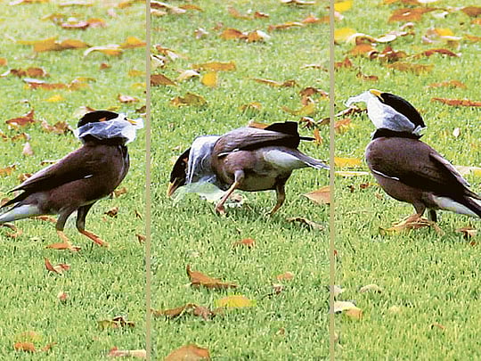 Plastic litter flies in the face of avian life