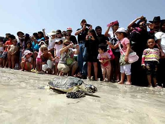 Hundreds of UAE residents watch as turtles released into sea