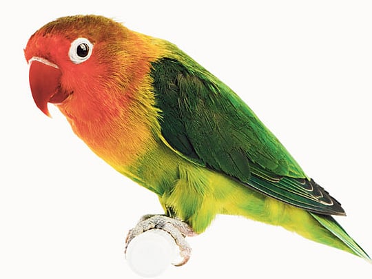 Lost parakeet tells police its owner's address