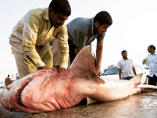 UAE team supports campaign to protect sharks
