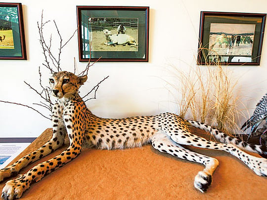 Skinned beauty: Taxidermy gets a pawhold in the UAE