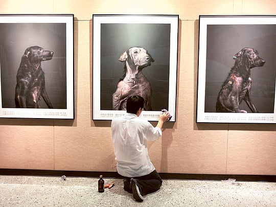 Taiwan photographer's crusade for doomed dogs