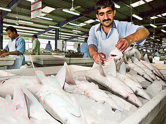 New UAE shark group formed