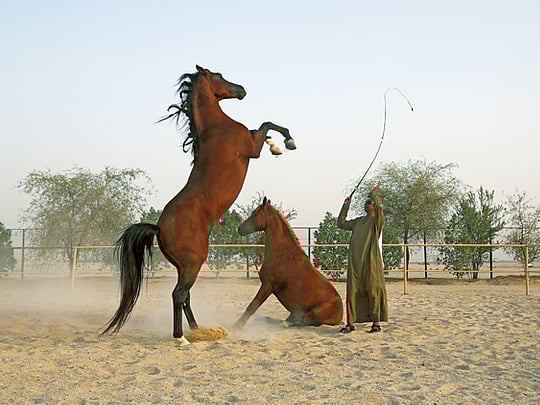 Horse master and commander Ali Al Ameri