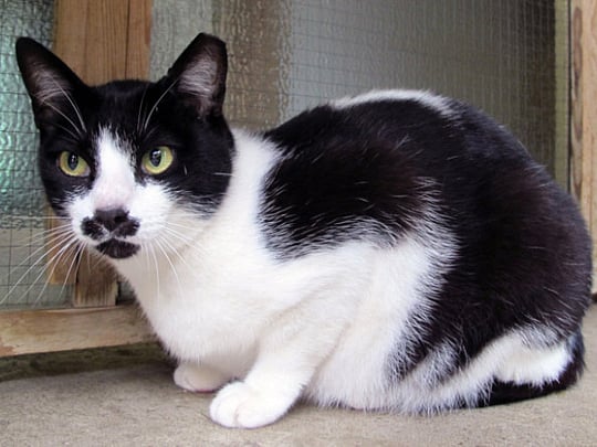 Dubai cat mysteriously ends up in UK