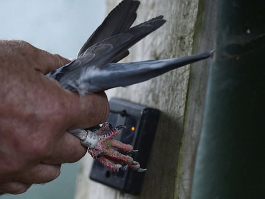 Steroids and Viagra for the birds