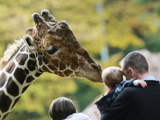 Giraffe attack: Mother and toddler critically injured