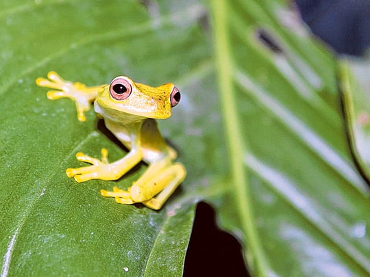 Frantic fight to save the frogs