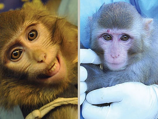 Questions over which monkey Iran sent into space