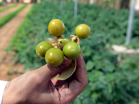 A farm that provides natural produce in the UAE