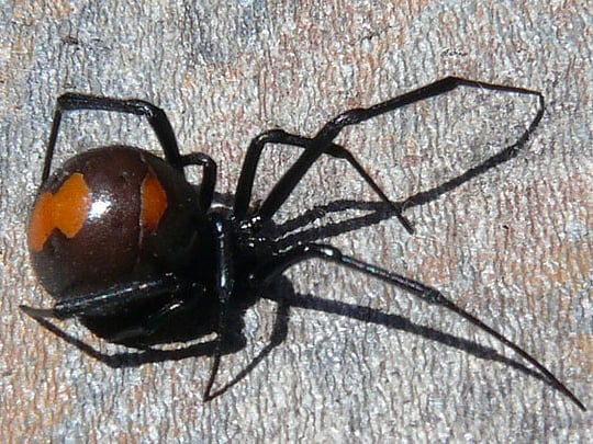 Redback spiders are back: don't panic, urges Dubai Municipality