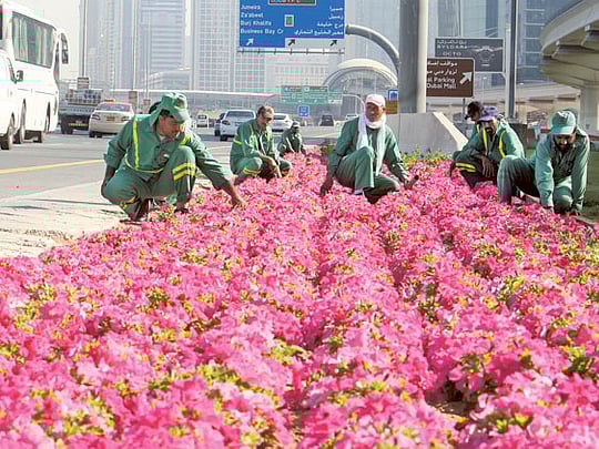 Flower-planting drive keeps Dubai in bloom