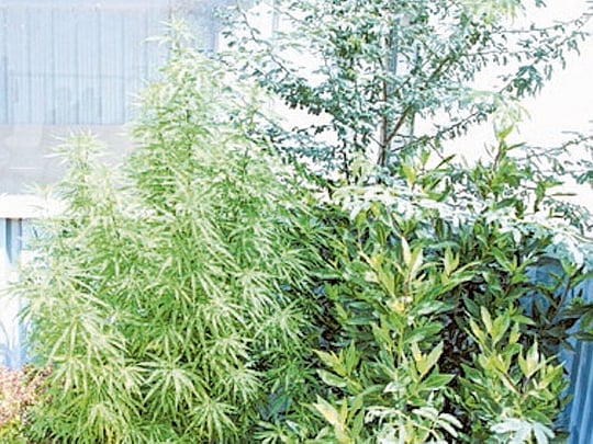 Three Held For Planting Marijuana At Ajman Farm