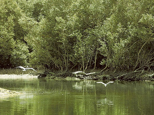 420 bird species found in Abu Dhabi