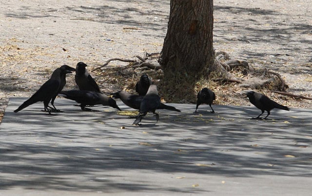Crows destroying Dubai’s native bird species