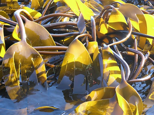 How seaweed biofuel can save the planet