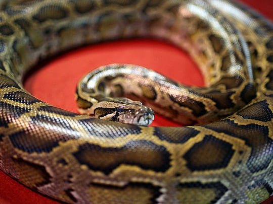 Python strangles two Canadian boys after escape from reptile store