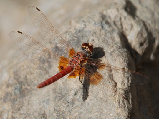 Endangered dragonfly resurfaces in the UAE