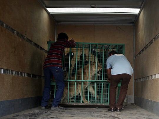 Gaza lions sent to Jordan after Israeli war damages zoo