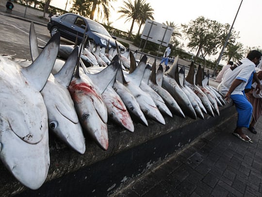 Shark finning: A horrifying crime