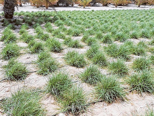 New Abu Dhabi irrigation system saves 46% water