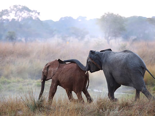 Poachers kill famed giant Kenyan elephant