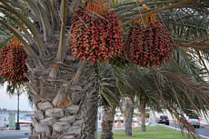 Abu Dhabi habitat database to tag 16m trees