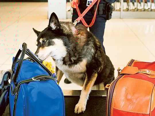 Sniffer dog finds child abuse images