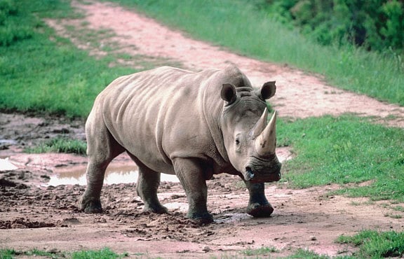 Modern poachers are waging a war on the ecosystem