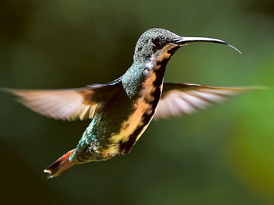 Why hummingbirds love sweets — and detest anything sugar free