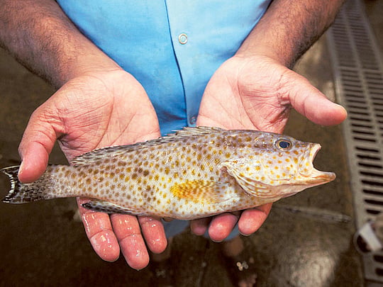 Student tracks key Arabian Gulf fish species