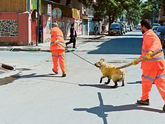 Kabul’s brutal cull on stray dogs