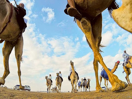 10-day camel ride to promote appreciation of heritage