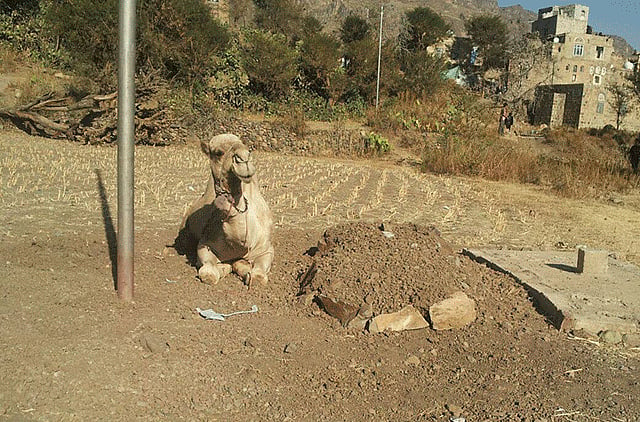 This loyal camel refuses to leave owner’s grave