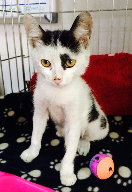 Bus drivers save life of kitten