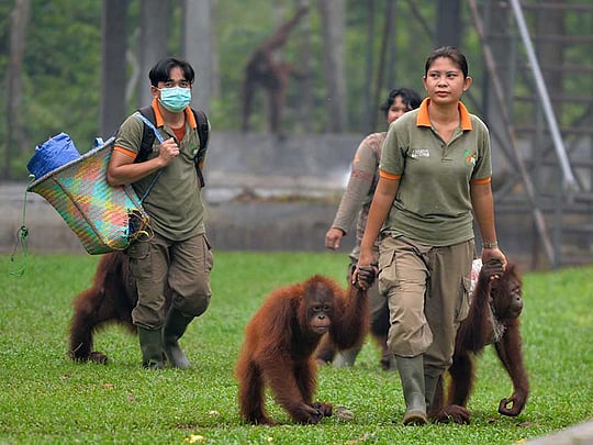 Orangutans fall ill in Indonesia haze
