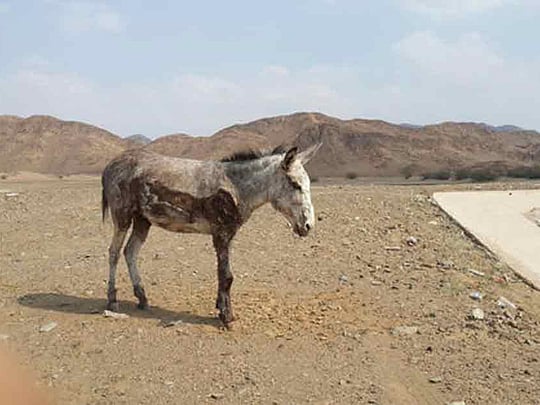 Saudi man arrested for torturing donkey