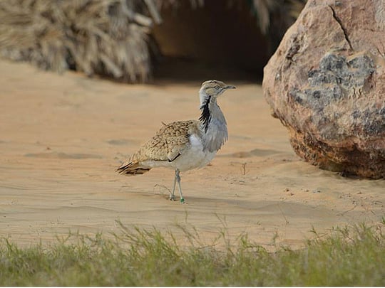 Endangered bird species introduced to Sir Bani Yas Island