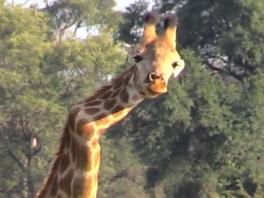 Watch: The giraffe with a broken neck
