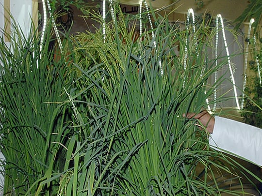 Beating hunger: This Emirati farmer shows how to grow rice in the desert