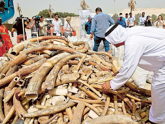 UAE shutting out ivory smugglers